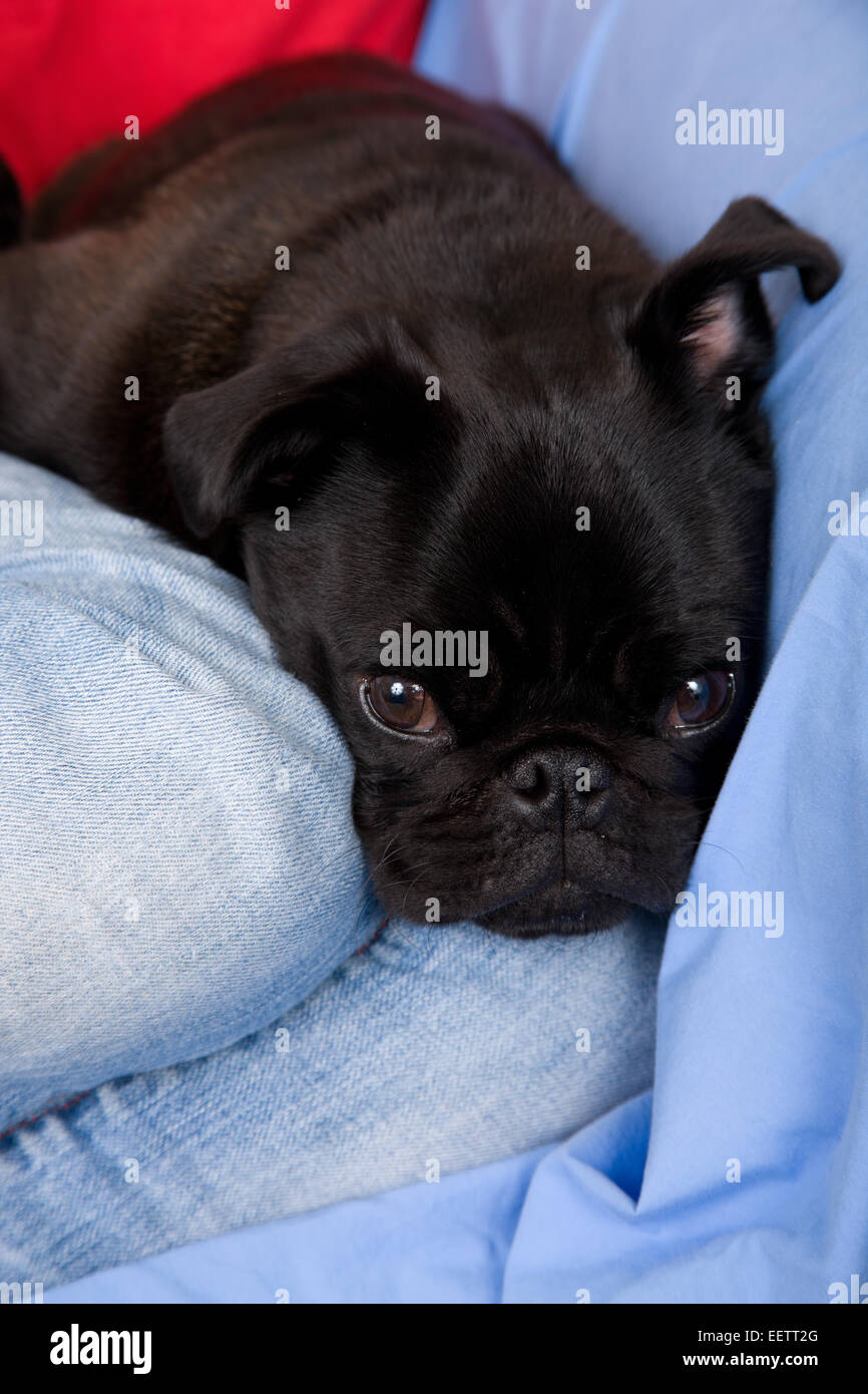 Woman cuddling her black Pug, Bean, beside her as she sits on a sheet ...