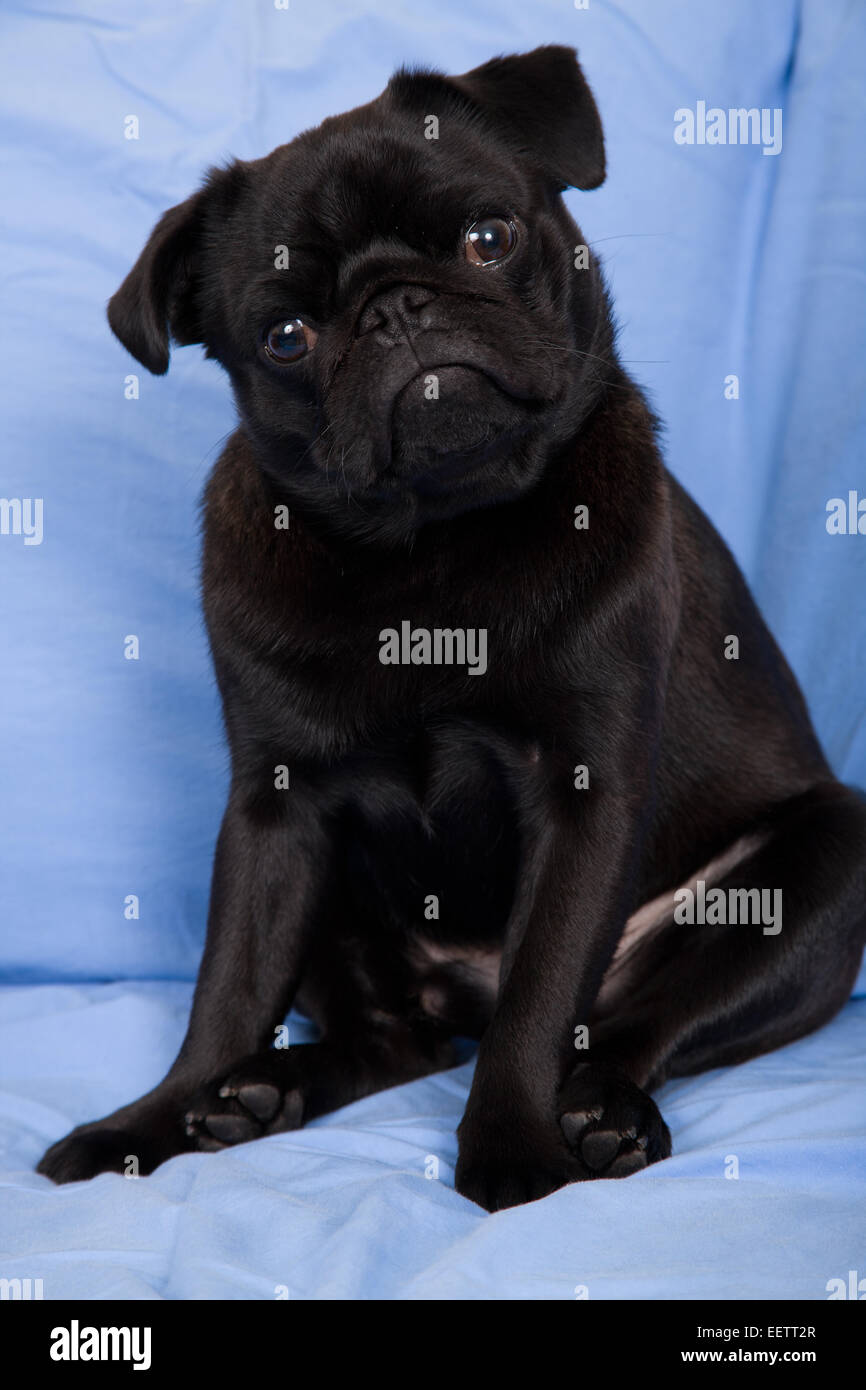 Black Pug, Bean, sitting on a sheet-covered sofa, with his head tilted ...
