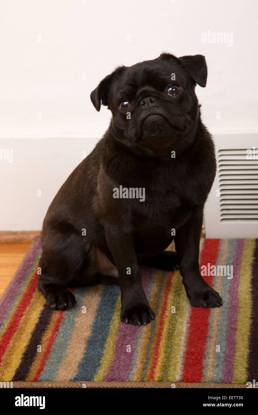 Black Pug, Bean, sitting on a striped rug on the floor, with his head ...