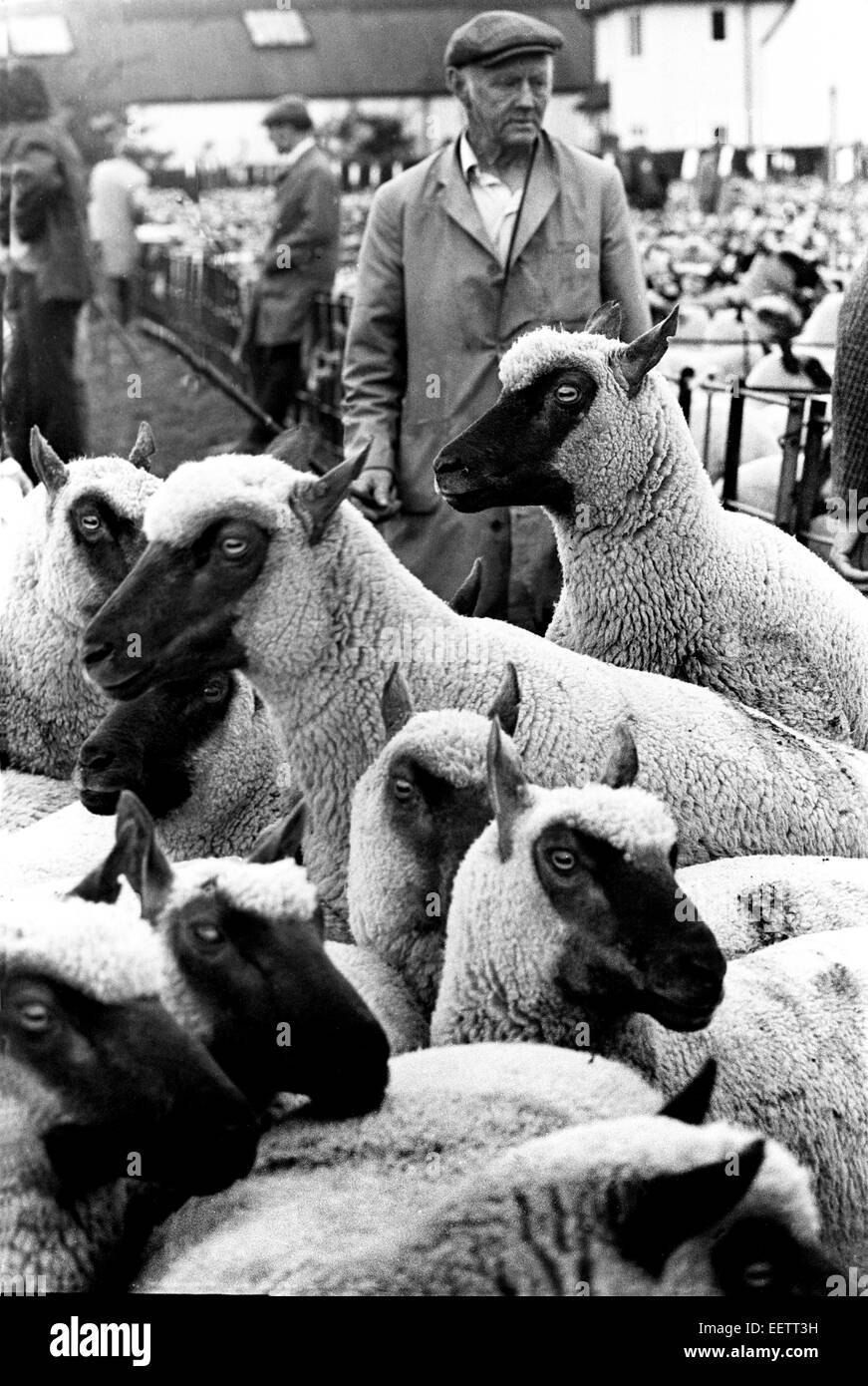 Sheep country market auction in Shropshire countryside Stock Photo - Alamy