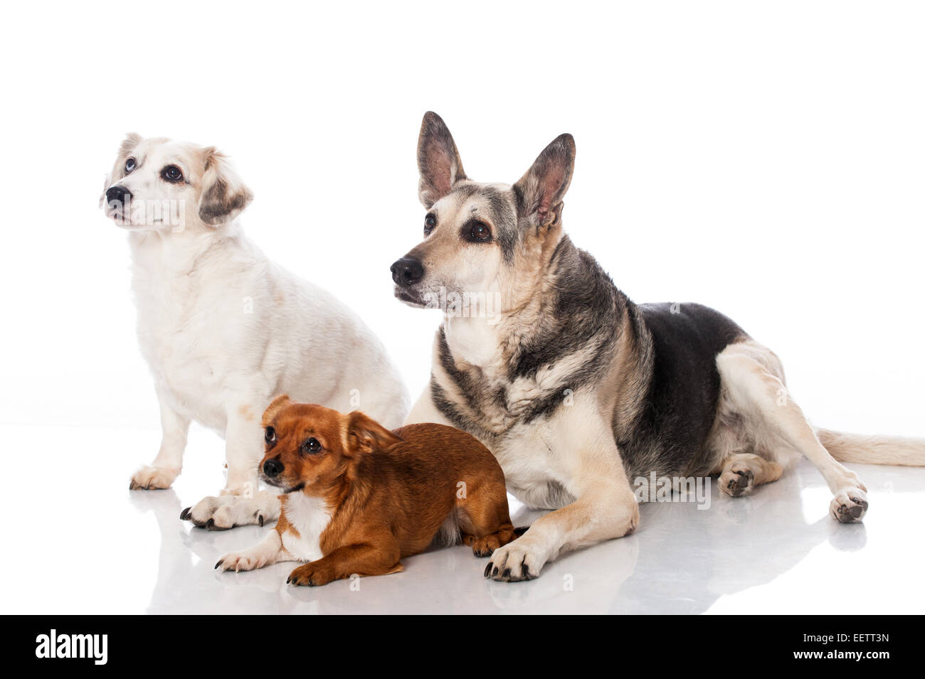 Multiple dogs hi-res stock photography and images - Alamy