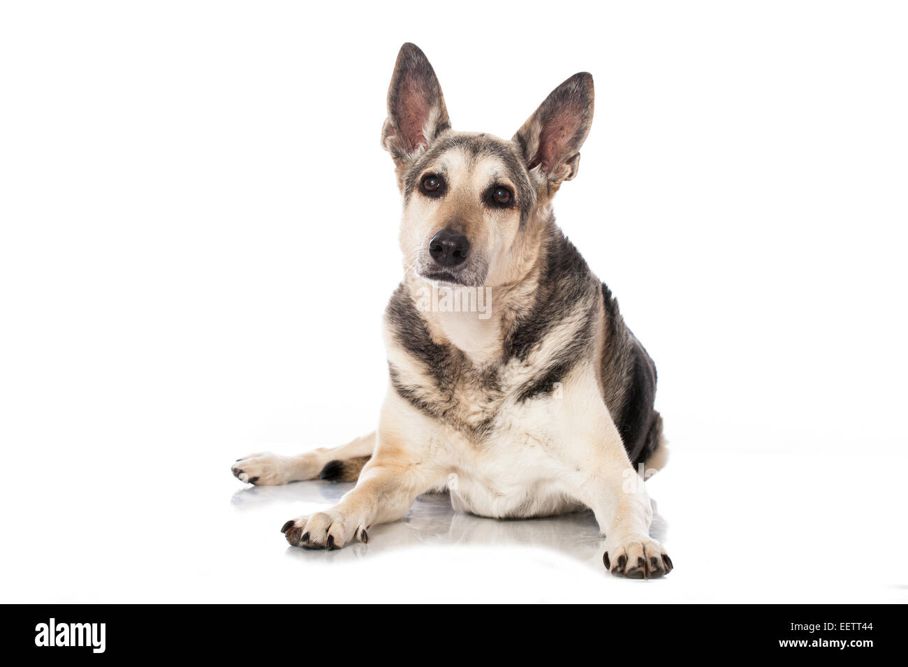 The old breed Cut Out Stock Images & Pictures - Alamy