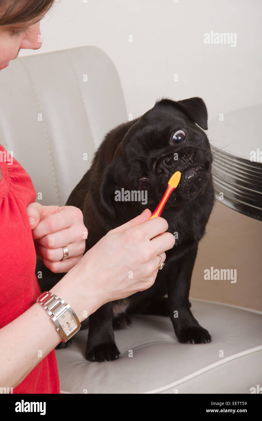 Woman brushing the teeth of her black Pug, Bean Stock Photo - Alamy