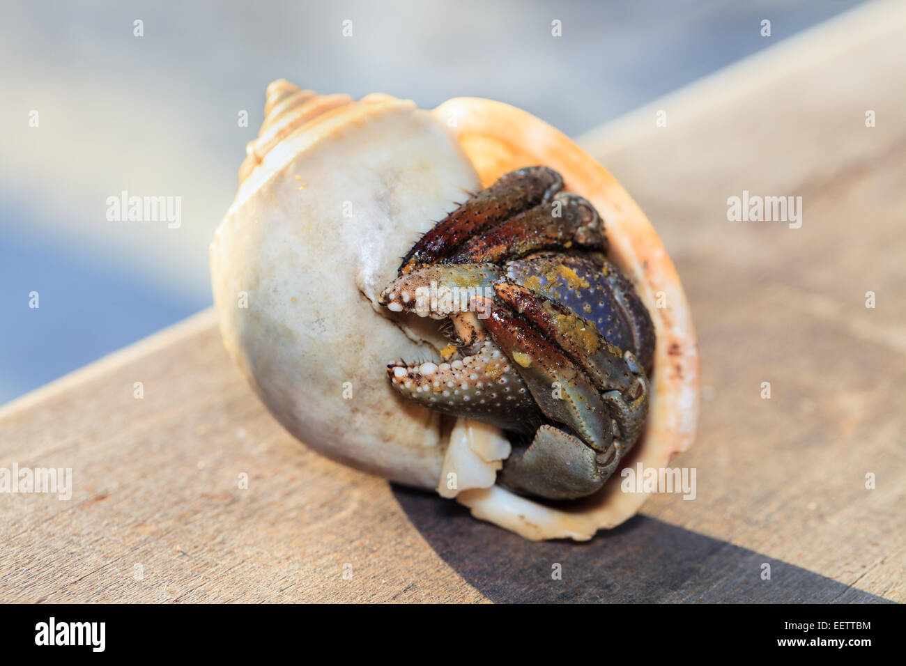 Closeup of a hermit crab in spiral shell on ocean shore Stock Photo - Alamy