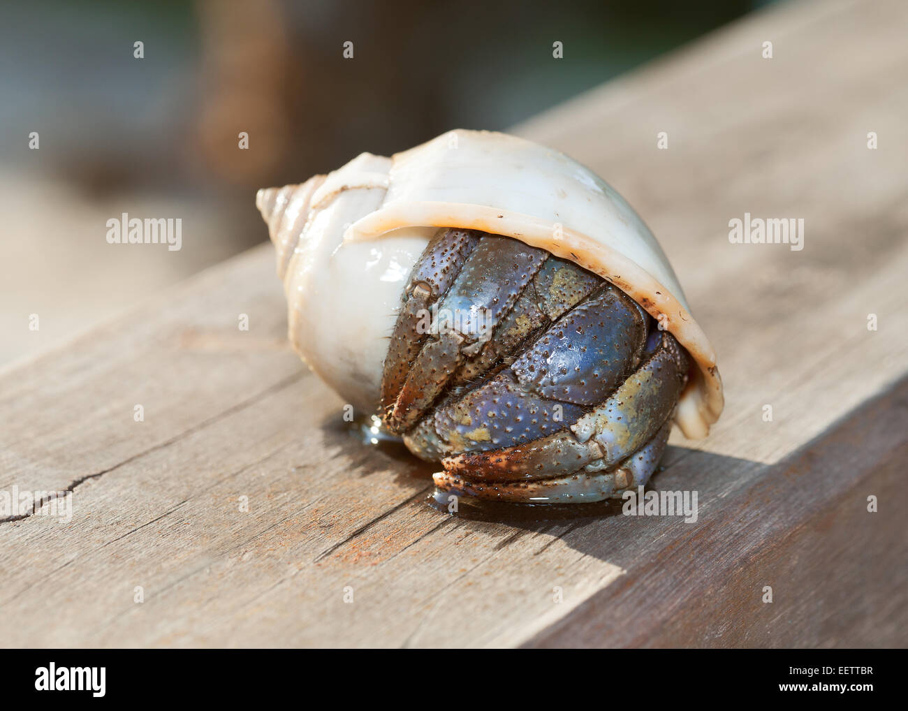 Closeup of a hermit crab in spiral shell on ocean shore Stock Photo - Alamy