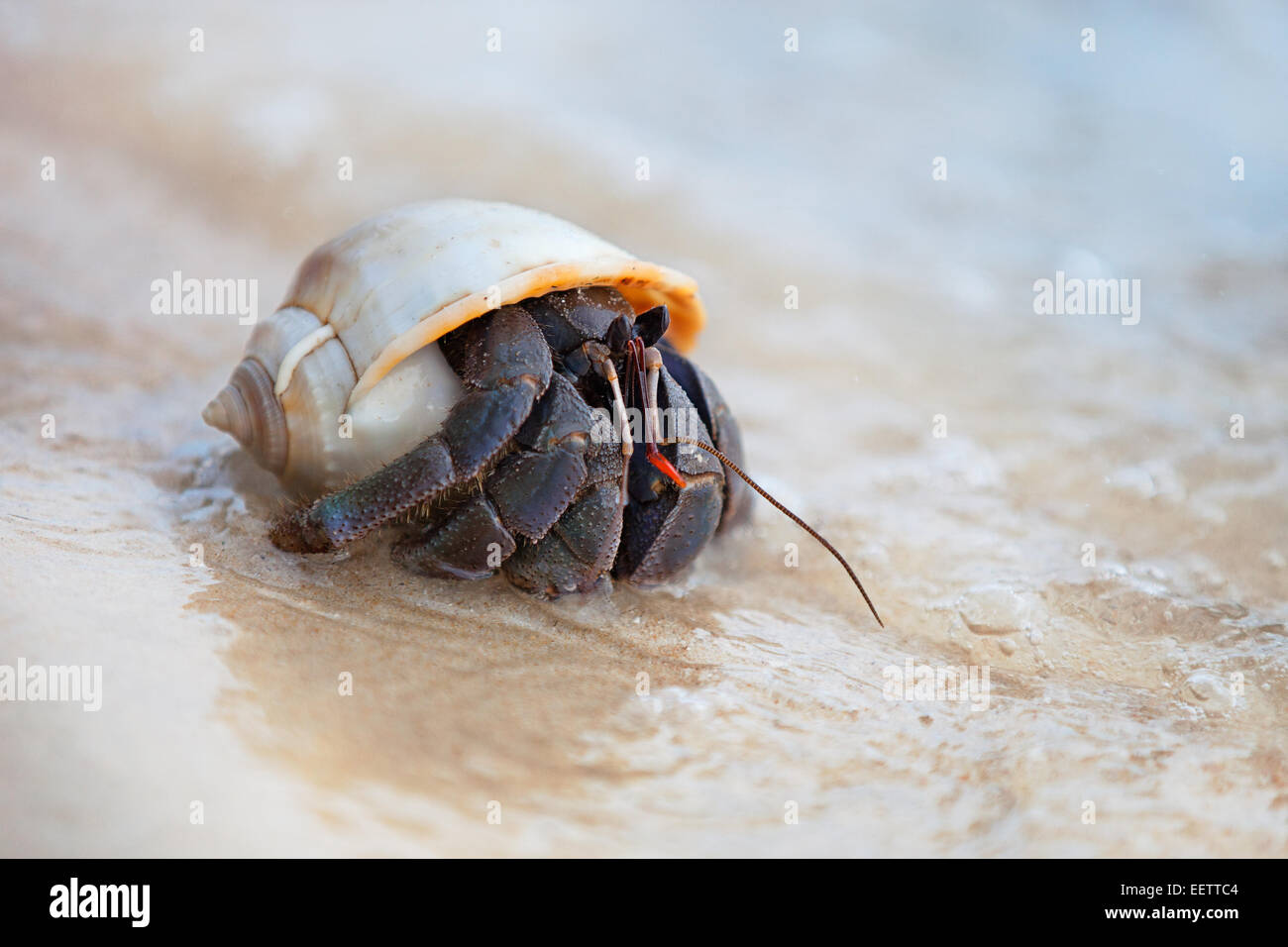 Closeup of a hermit crab in spiral shell on ocean shore Stock Photo - Alamy