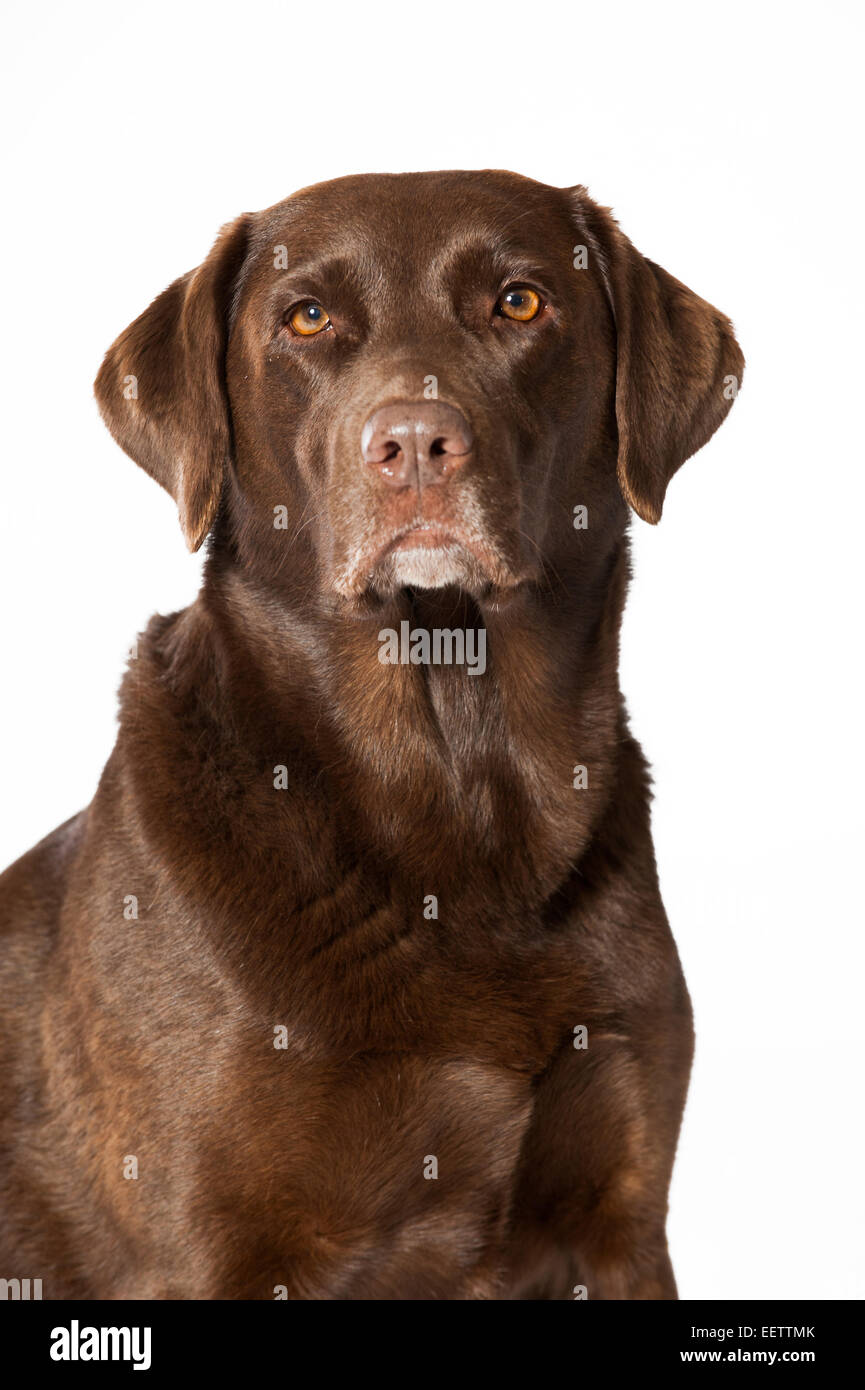 Labrador retriever isolated on white Stock Photo - Alamy