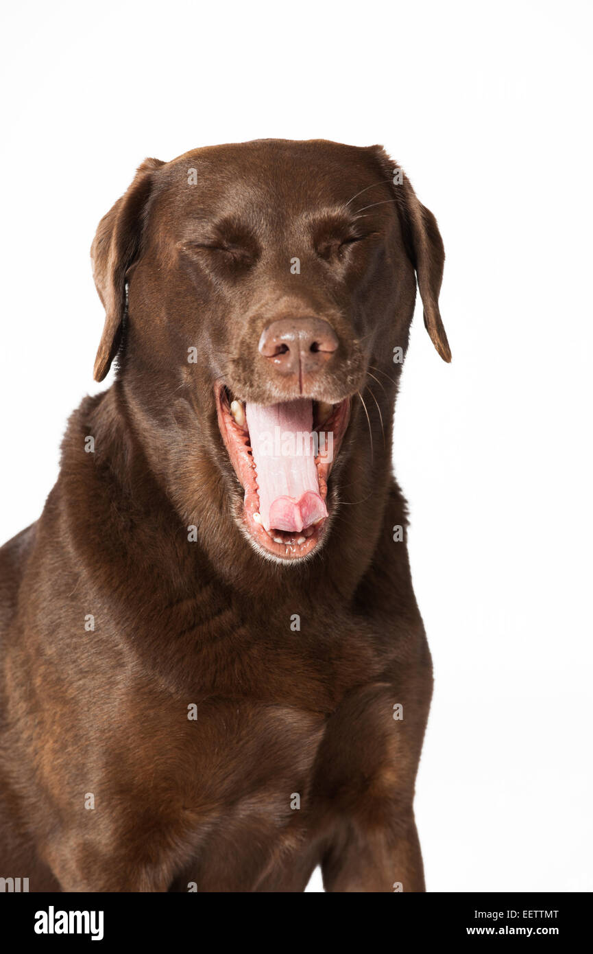 Labrador retriever isolated on white Stock Photo - Alamy