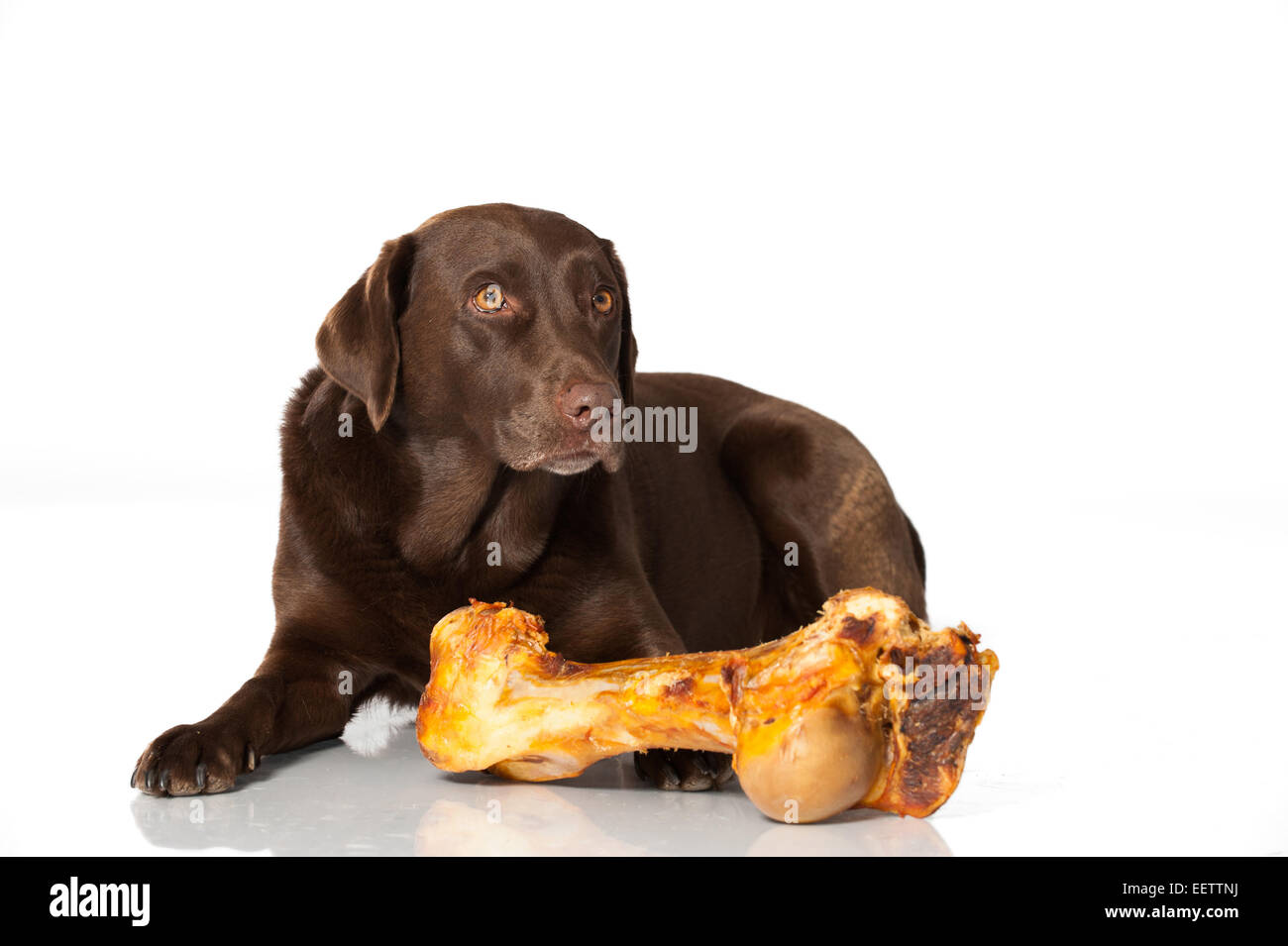 Labrador retriever isolated on white Stock Photo - Alamy