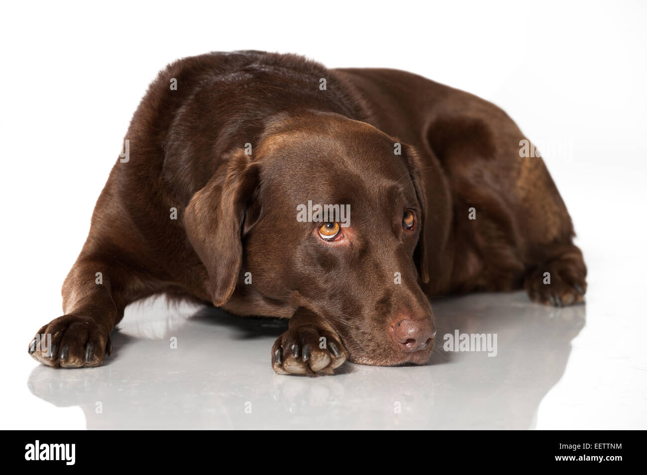 Labrador retriever isolated on white Stock Photo - Alamy