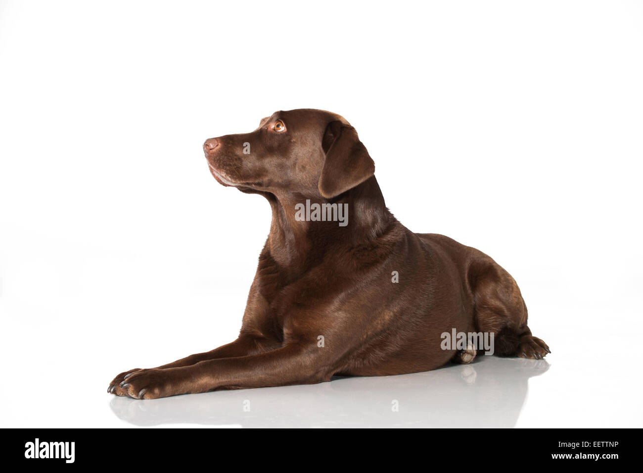 Labrador retriever isolated on white Stock Photo - Alamy