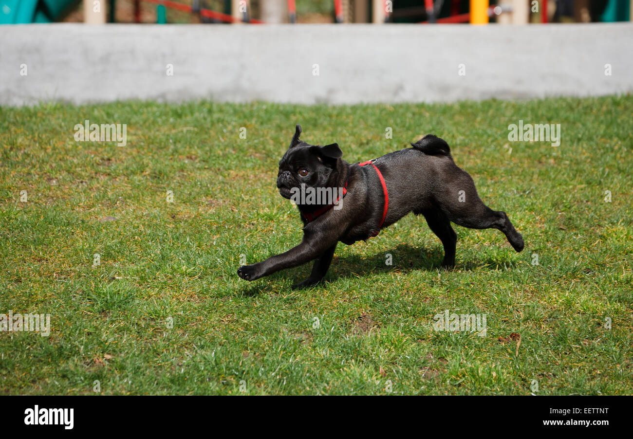 Bean run hi-res stock photography and images - Alamy
