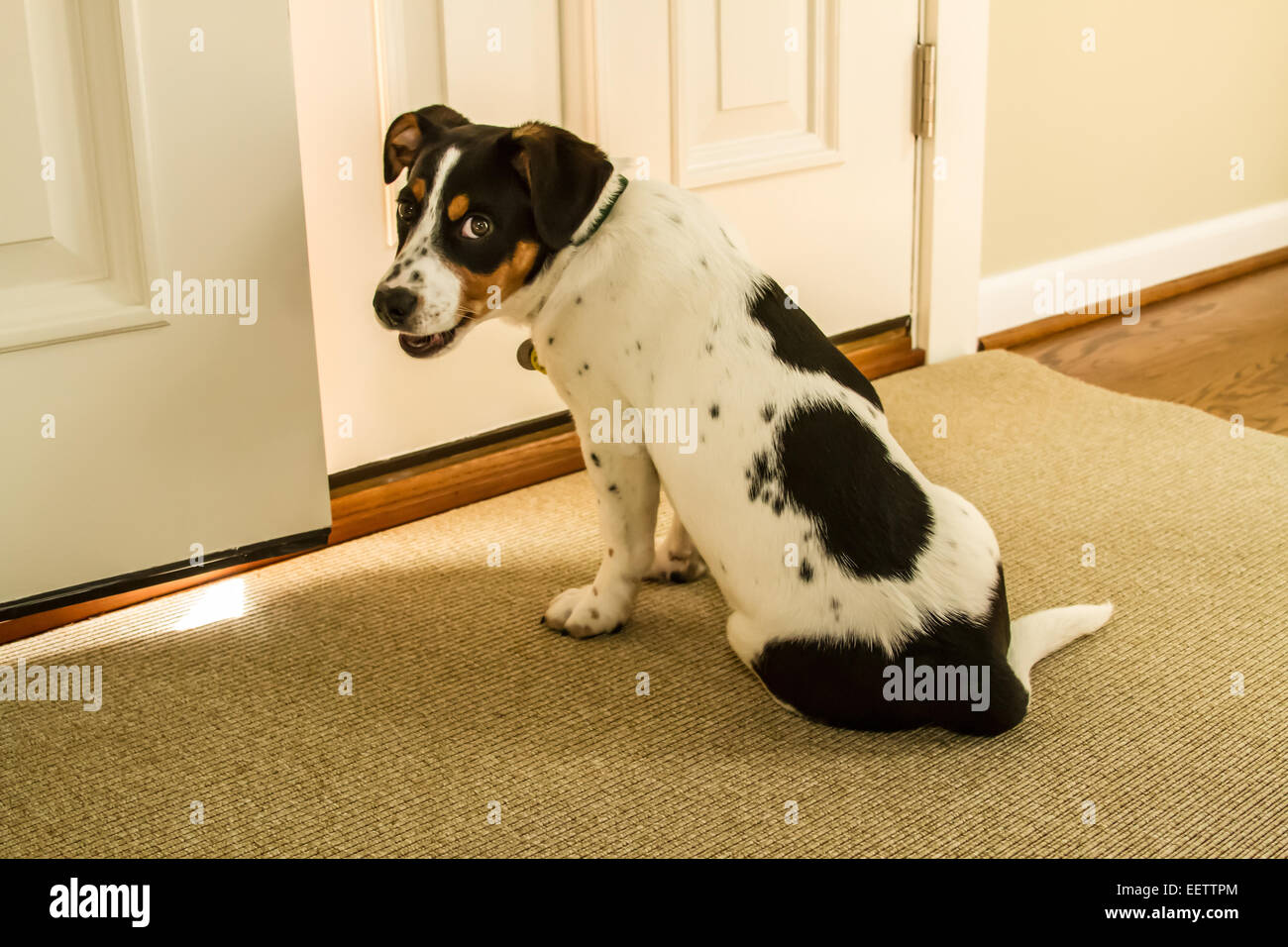 Dog waiting door hi-res stock photography and images - Alamy