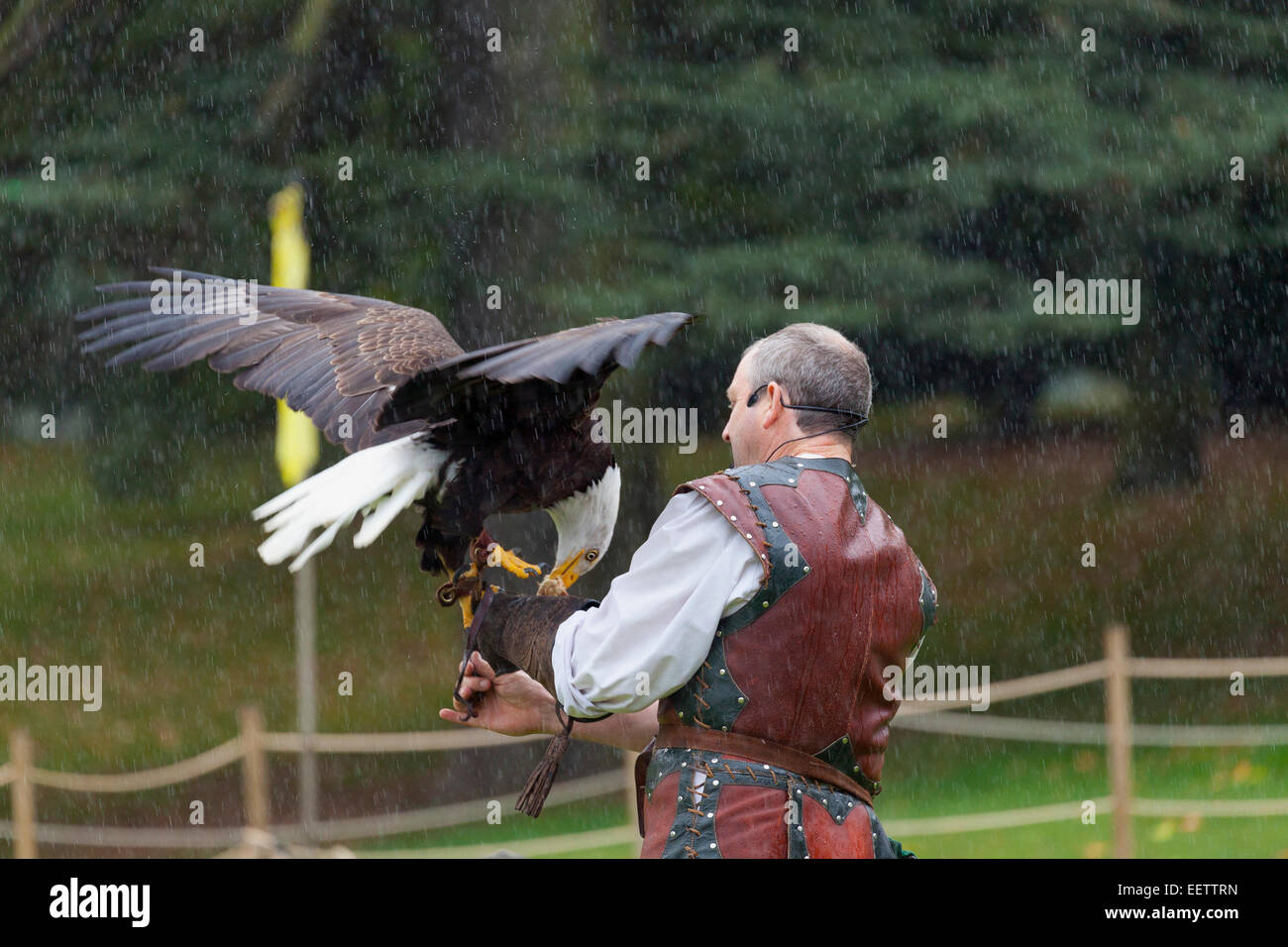 Bird of prey display at Warwick Castle Stock Photo - Alamy