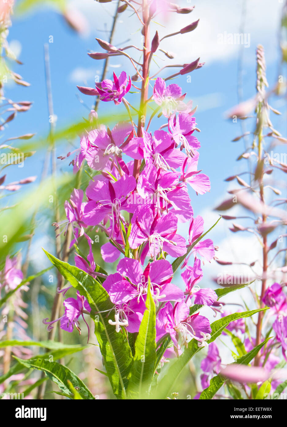 Willow weed hi-res stock photography and images - Alamy