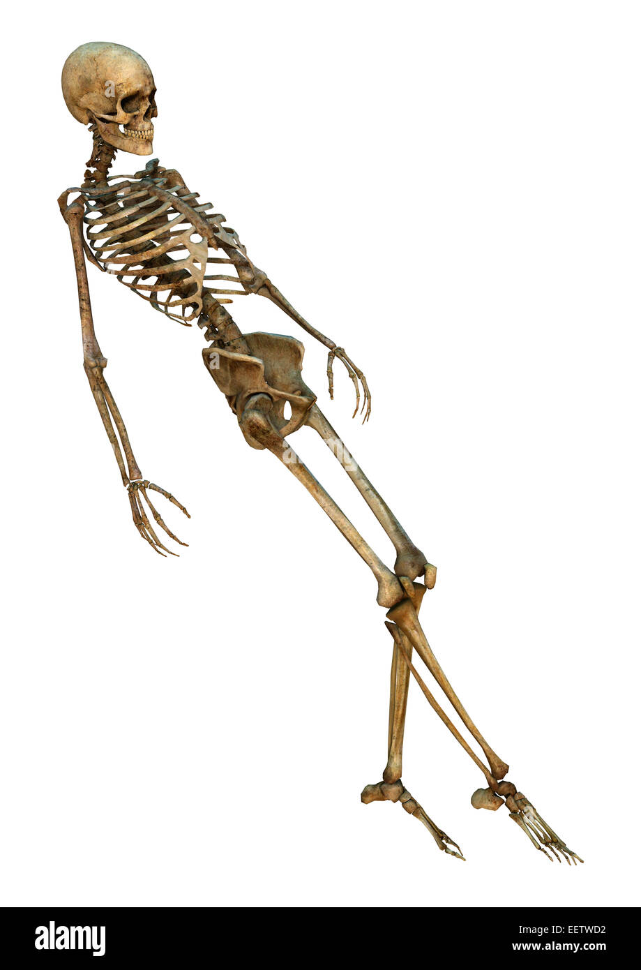 3D digital render of a human skeleton isolated on white background ...