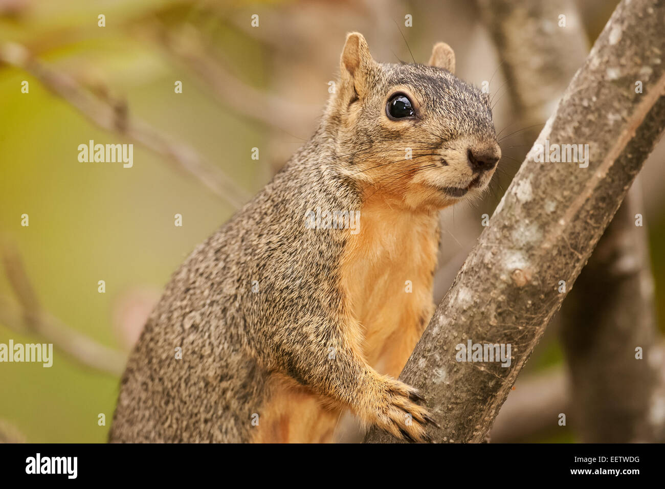 Cautious fox squirrel hi-res stock photography and images - Alamy