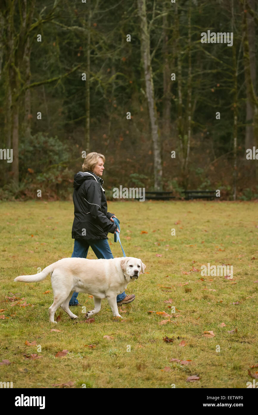 Murphy, English Yellow Labrador Retriever, walking nicely on leash ...