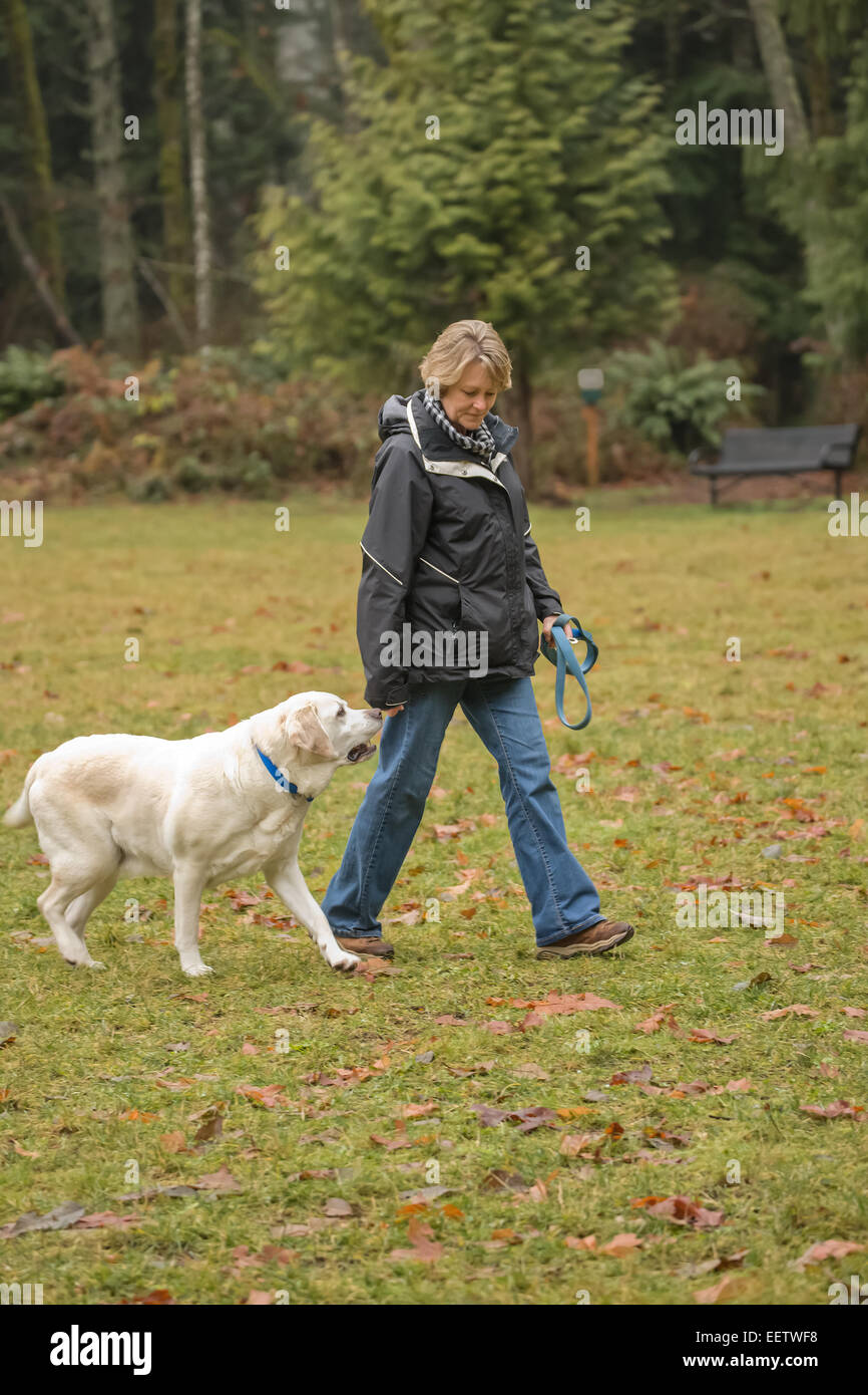 Murphy, English Yellow Labrador Retriever dog, heeling off leash ...