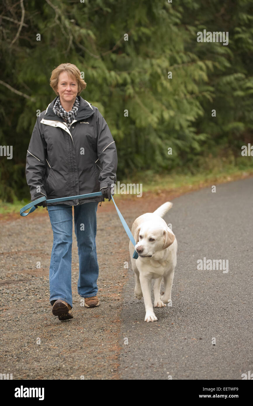 Murphy, English Yellow Labrador Retriever, chewing on his leash while ...