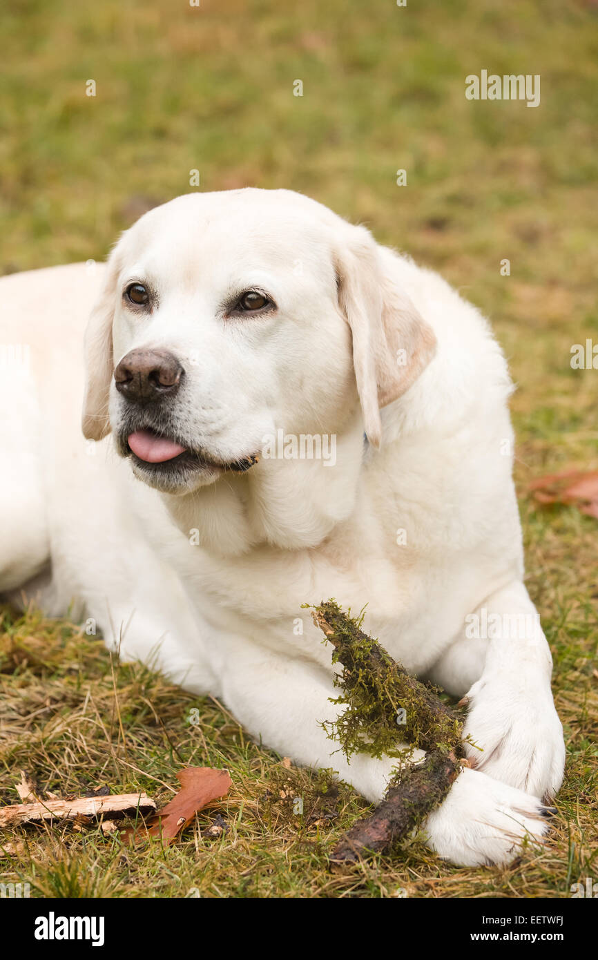 English Yellow Lab Male