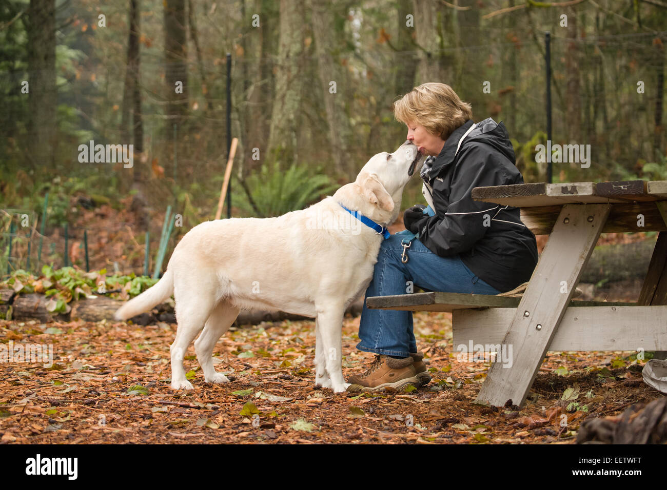 English Yellow Labrador
