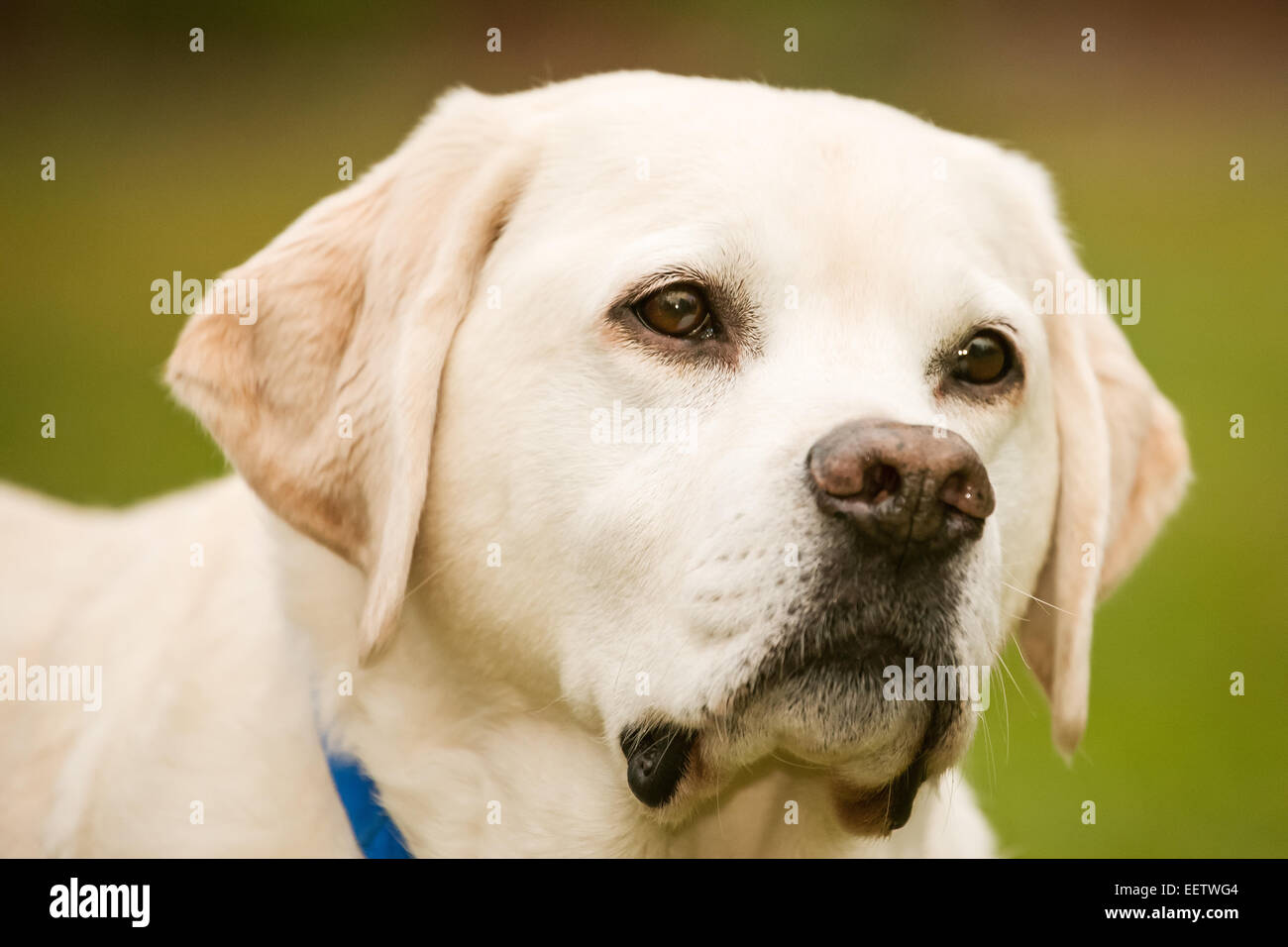 Adult yellow labrador hi-res stock photography and images - Alamy