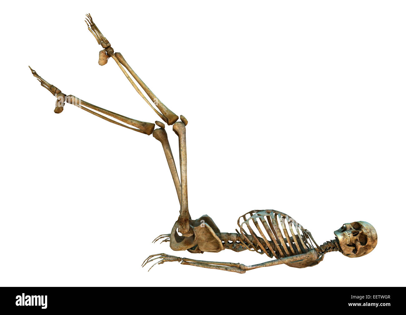 3D digital render of a human skeleton isolated on white background ...