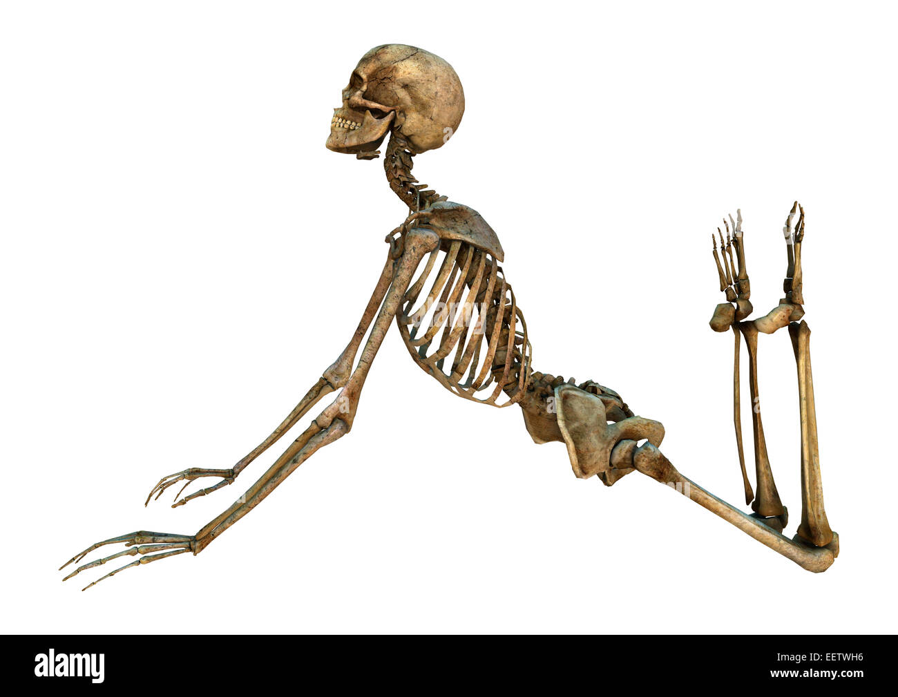 3D digital render of a human skeleton doing sport isolated on white ...