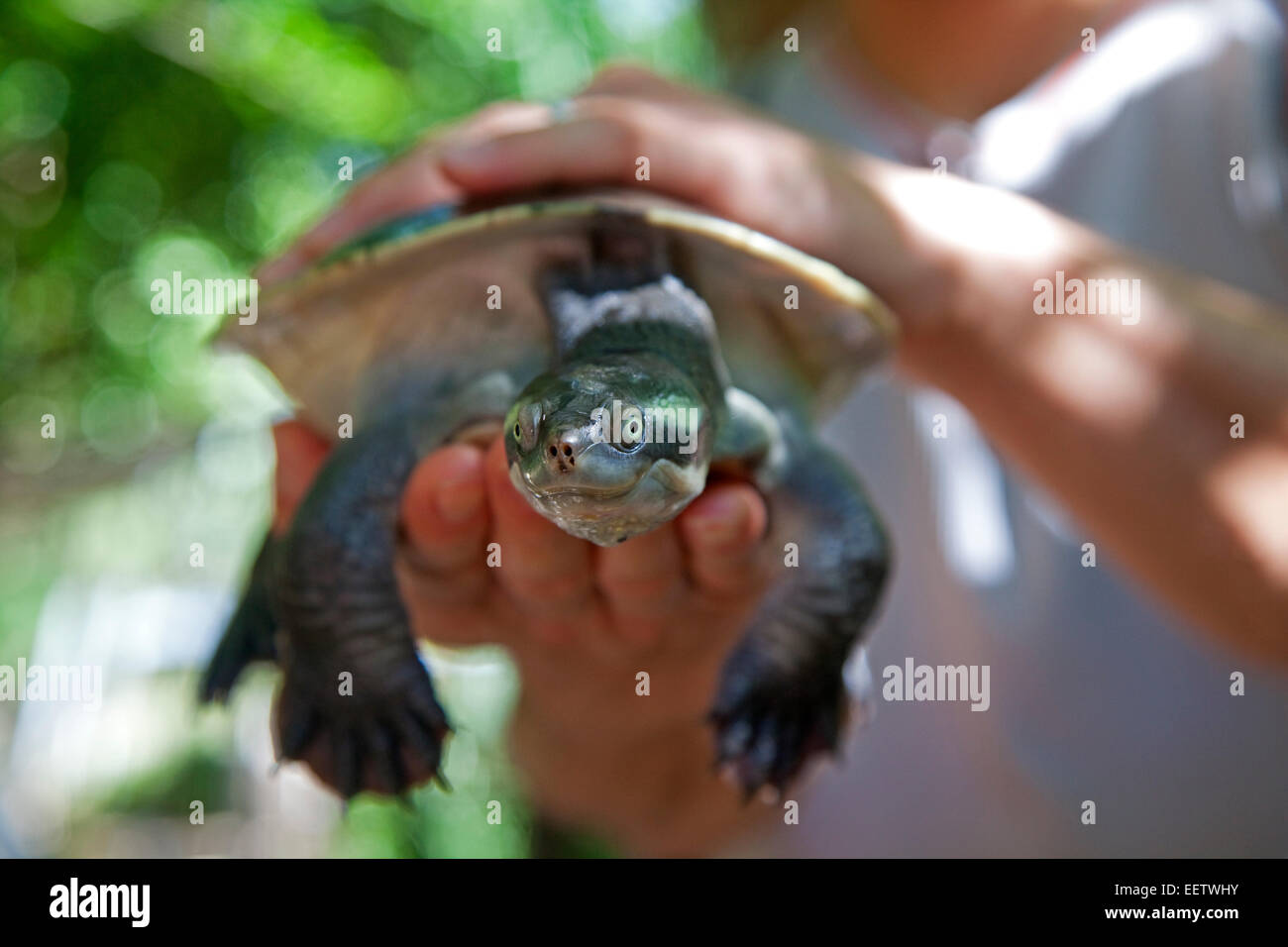 Freshwater fauna hi-res stock photography and images - Alamy