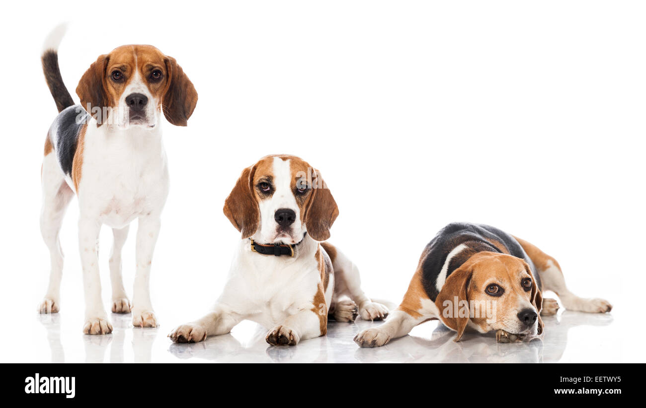 Beagles hi-res stock photography and images - Alamy