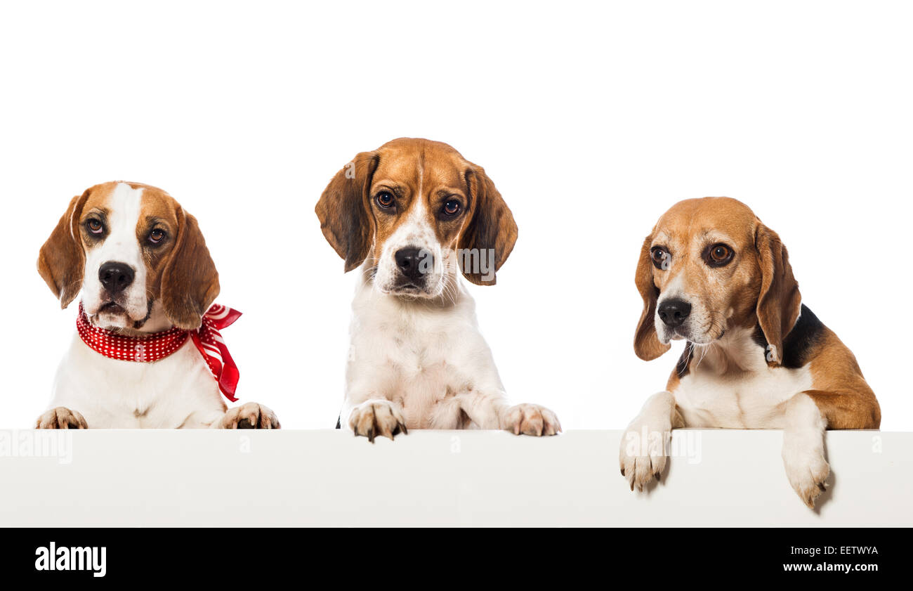Three beagles looking over a wall Stock Photo - Alamy