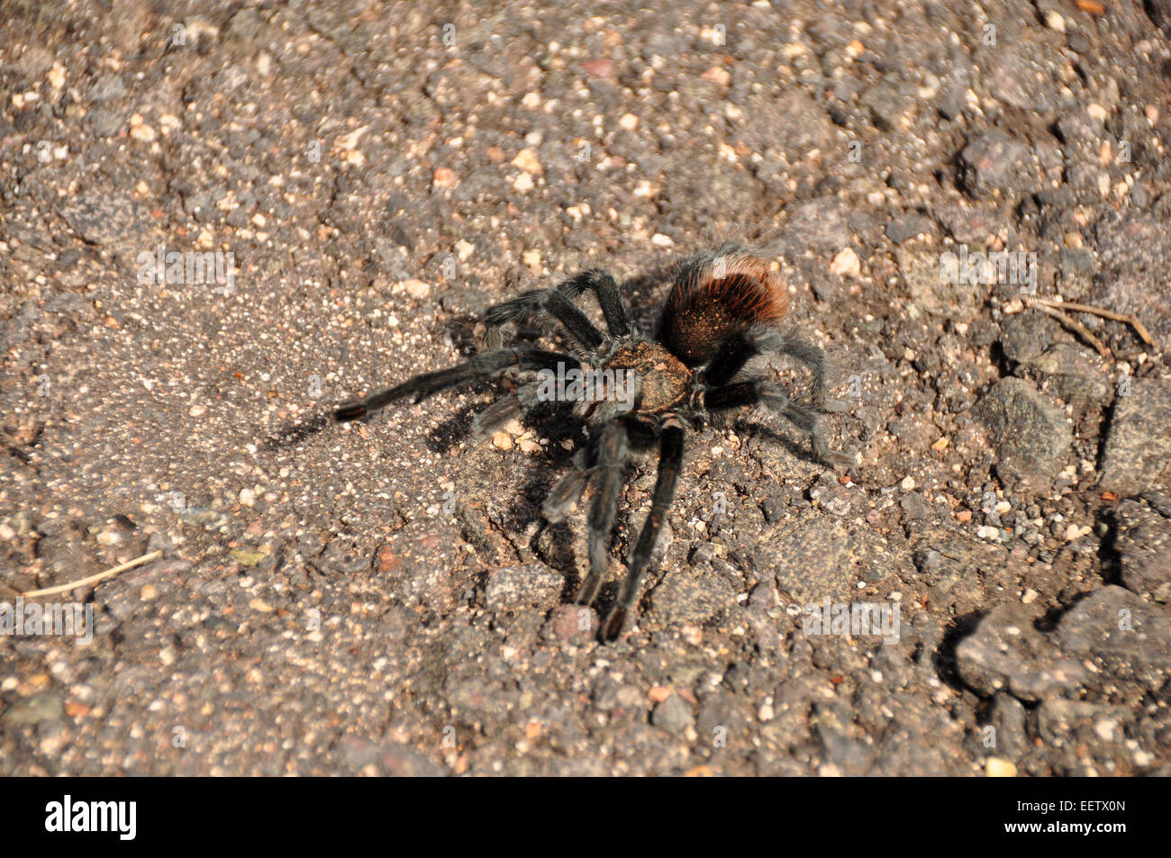 Grand canyon black tarantula hi-res stock photography and images - Alamy