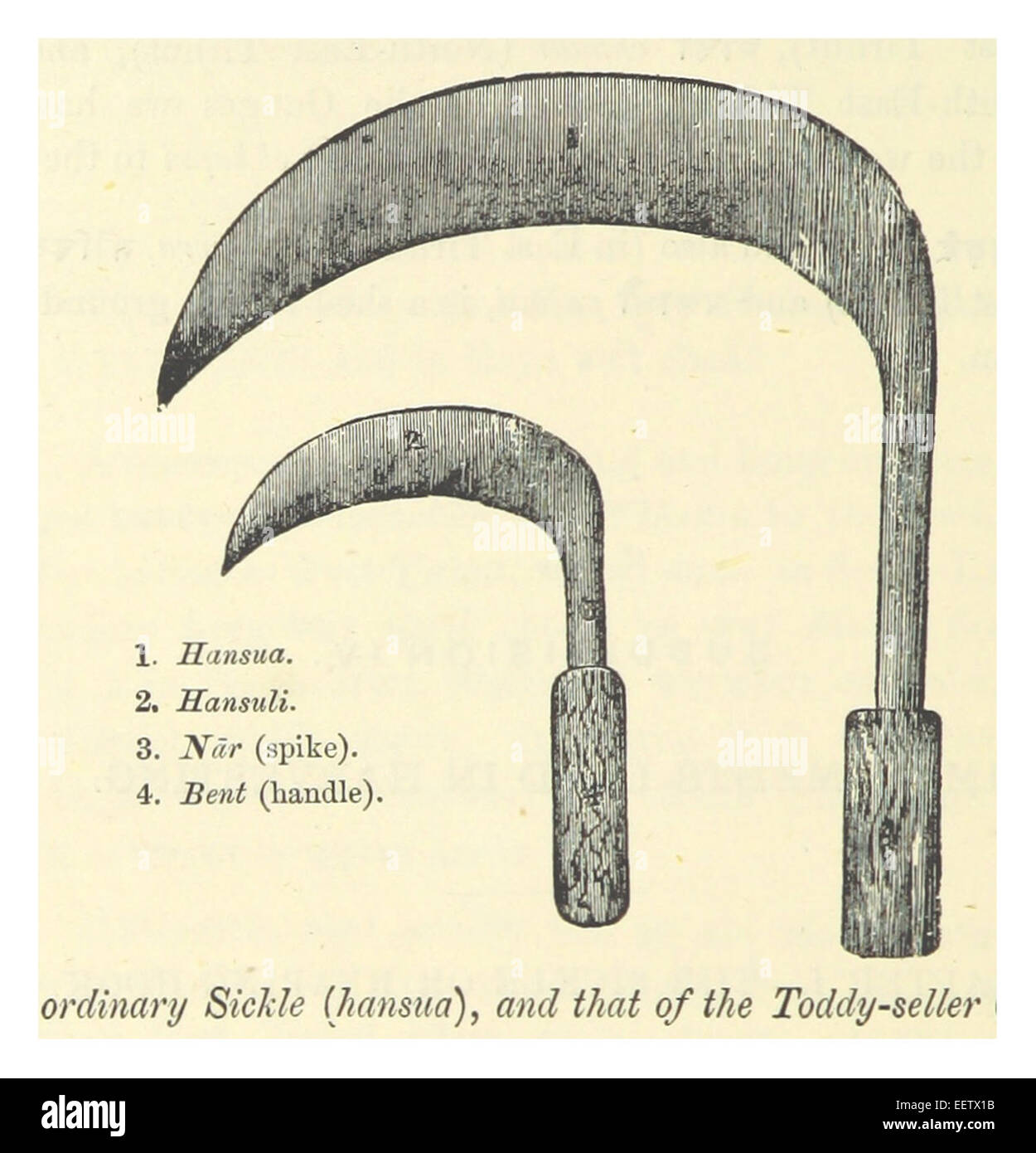 An illustration from 1885 showing a sickle, a traditional farming tool ...