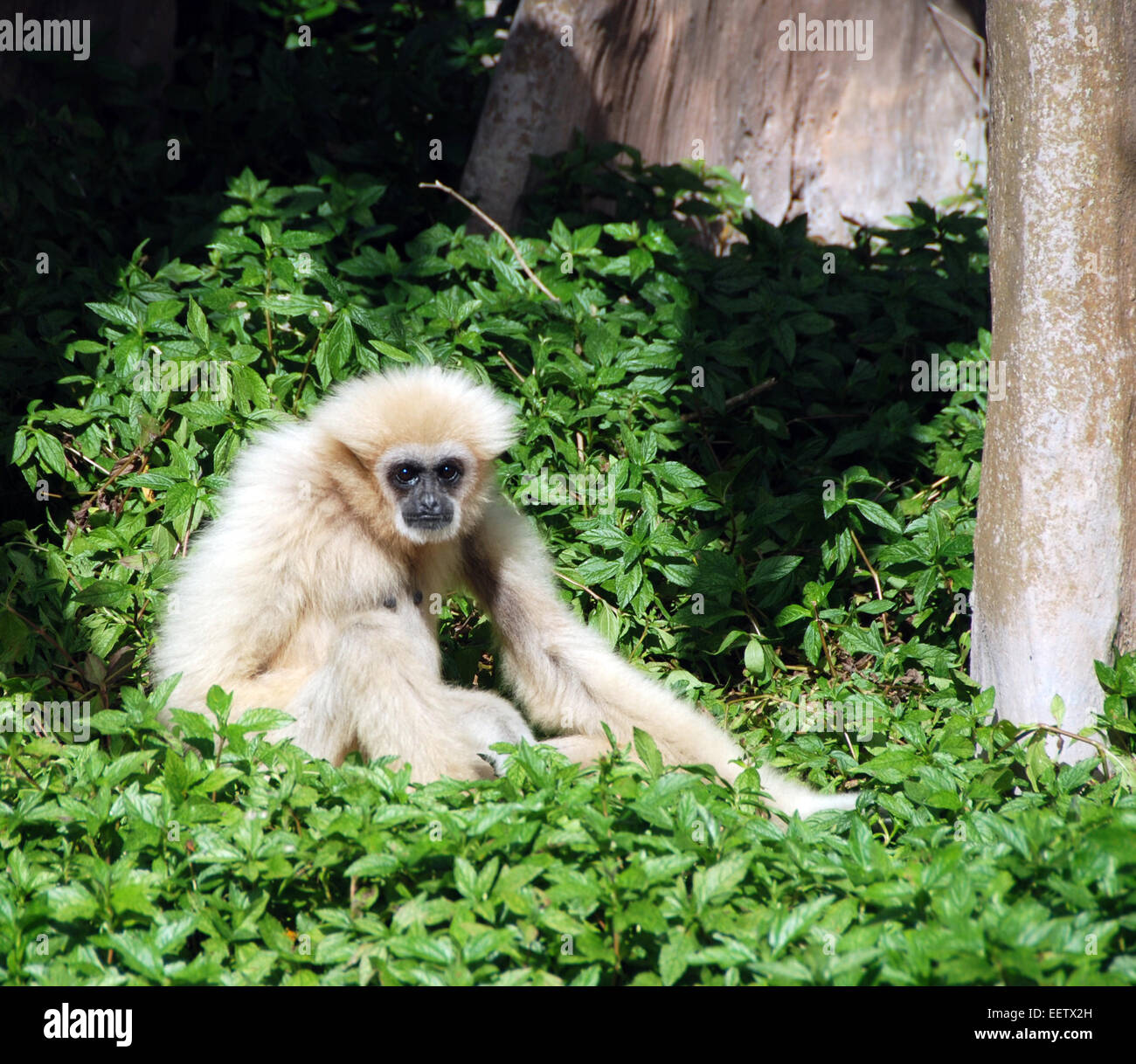 Monkey gibbon hi-res stock photography and images - Alamy
