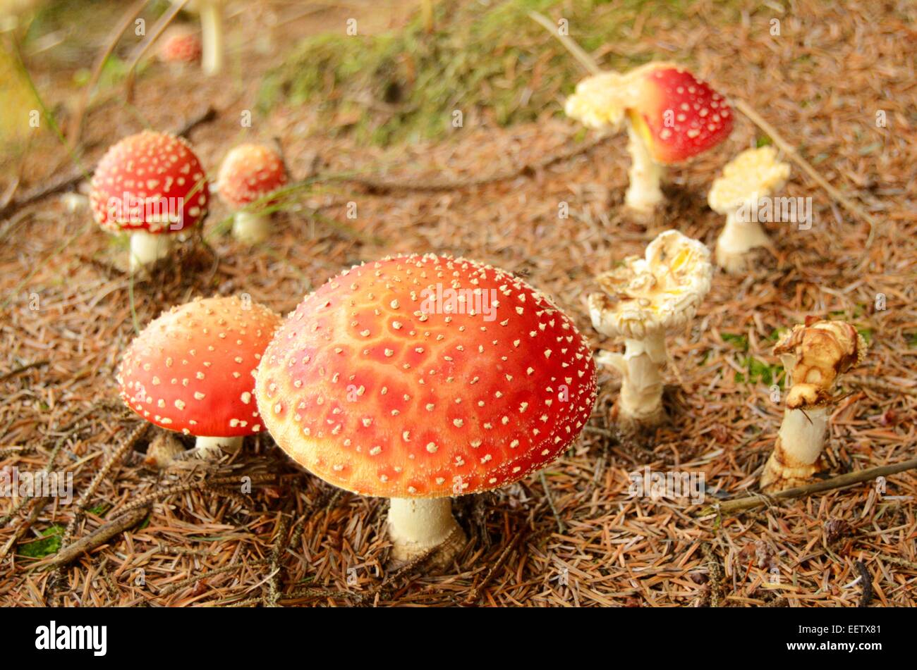 Wild toadstool mushrooms in the woods near King's Cave near Machrie on ...