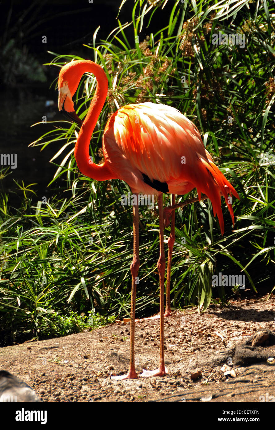 Two flamingos resting in a Florida pond Stock Photo - Alamy
