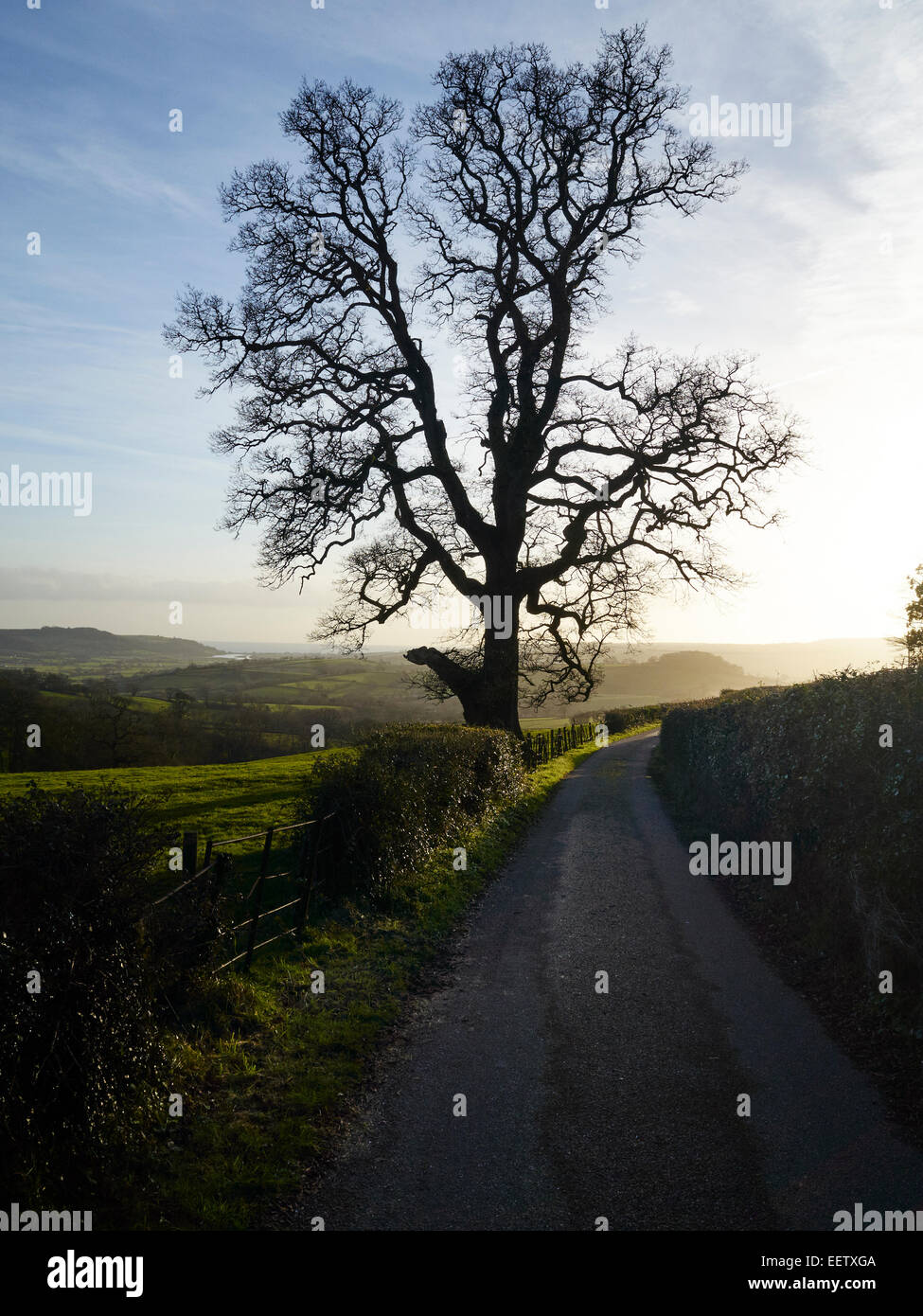 Devon Hedges High Resolution Stock Photography and Images - Alamy