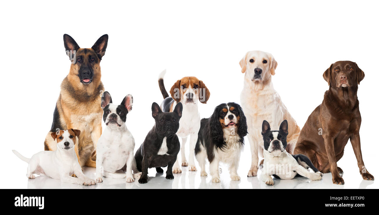 Group of breed dogs isolated on white Stock Photo - Alamy