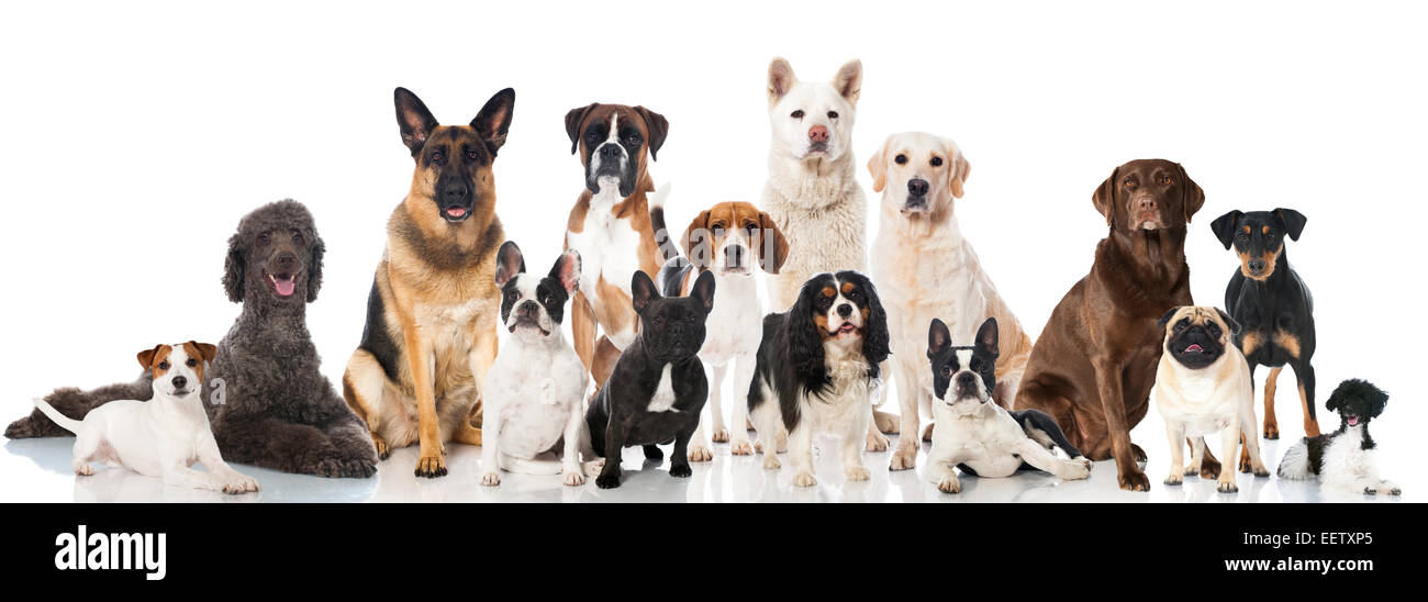 Group of dogs labrador hi-res stock photography and images - Alamy