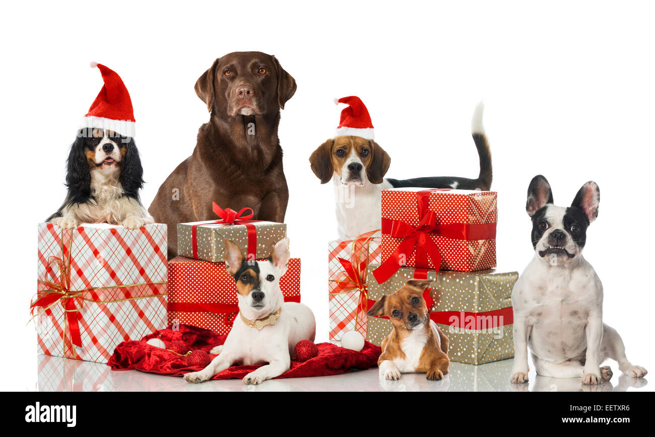 Christmas dogs with gifts isolated on white Stock Photo - Alamy