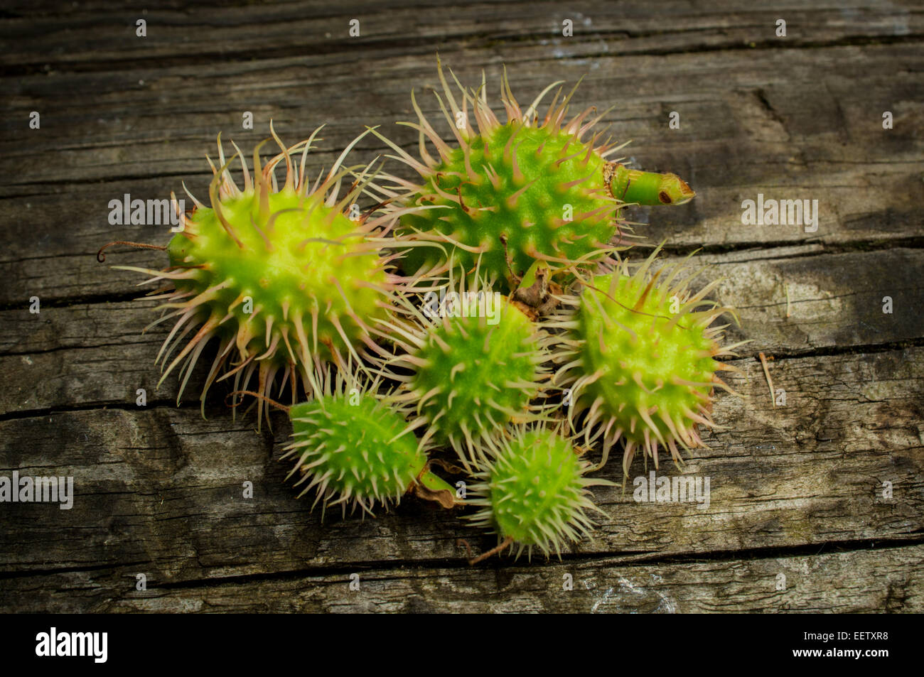 Immature Horse Chestnut seed pods on a textured wood background Stock ...