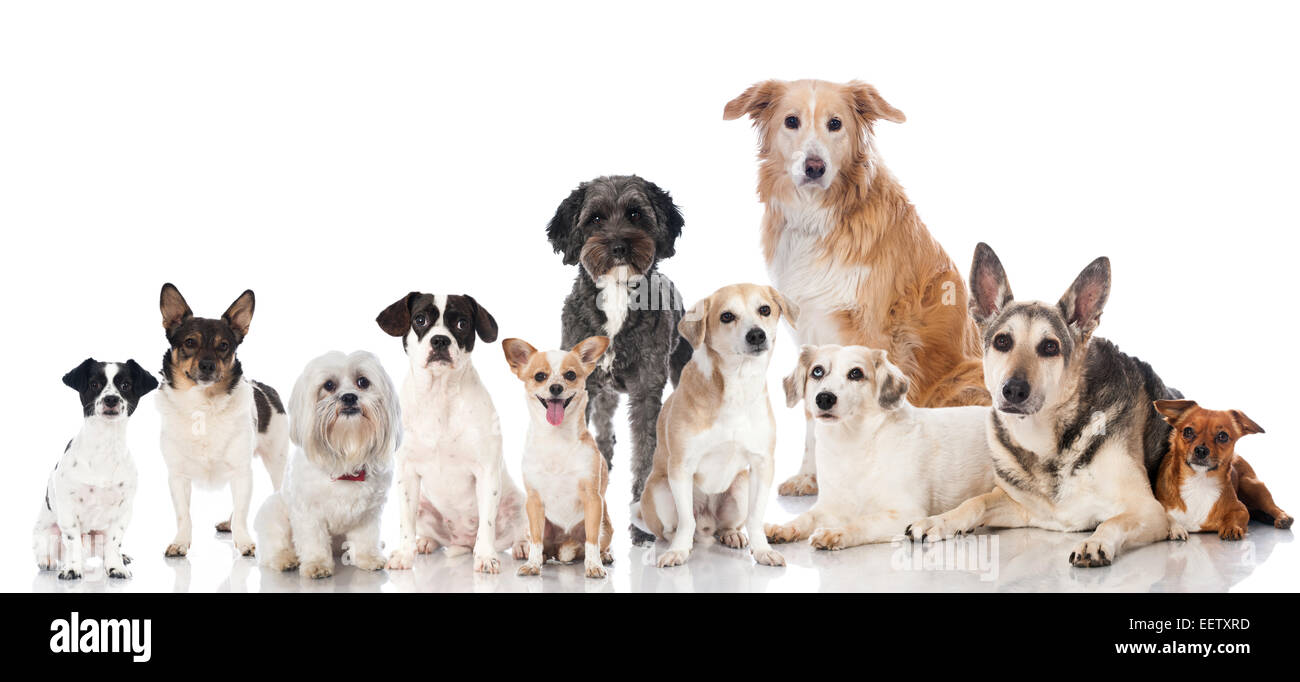 Group of mixed breed dogs isolated on white Stock Photo - Alamy