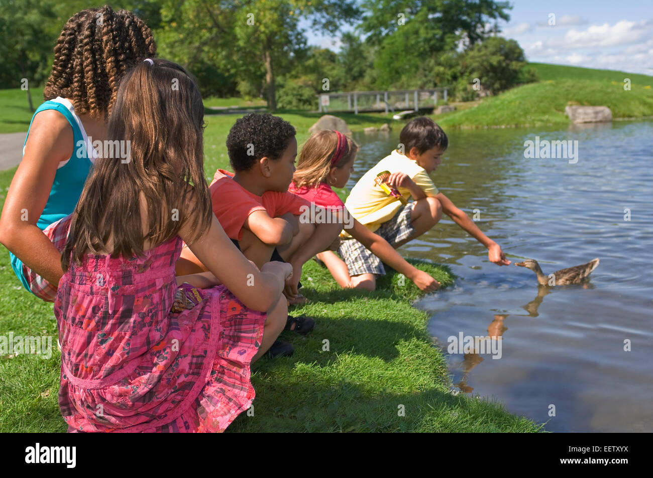 Adolescent duck hi-res stock photography and images - Alamy