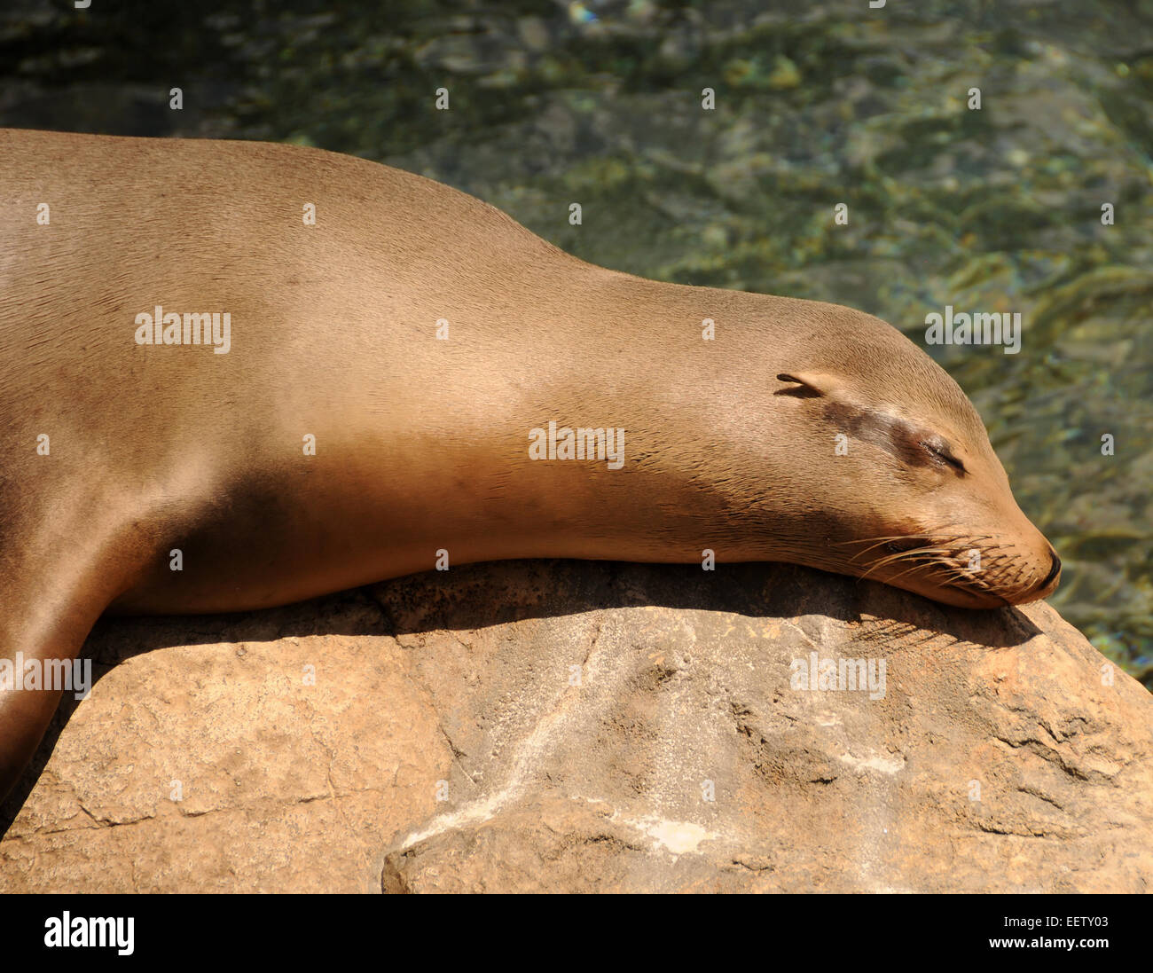 Seal in natural habitat hi-res stock photography and images - Alamy