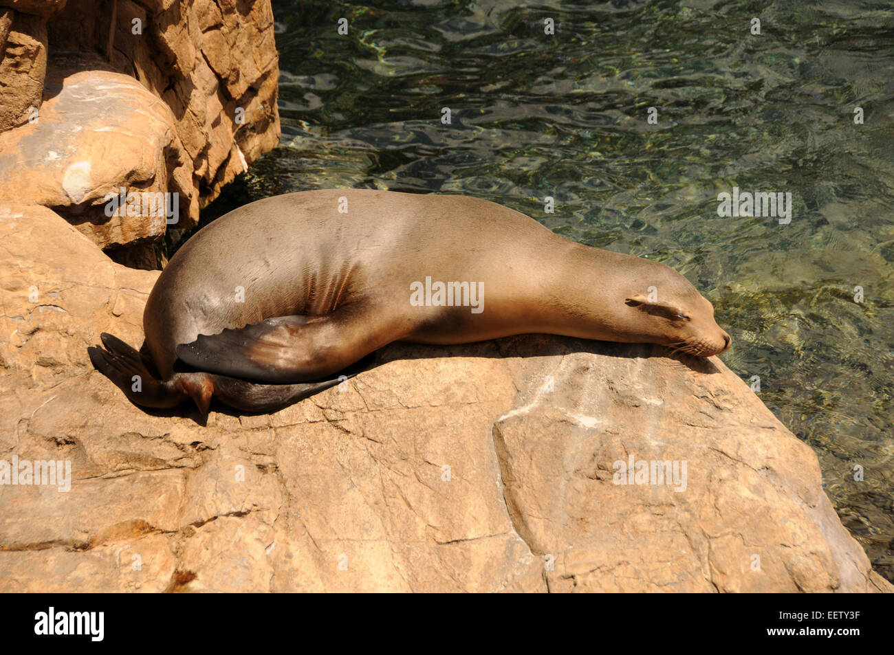Seal resting on a rock in the Pacific Stock Photo - Alamy