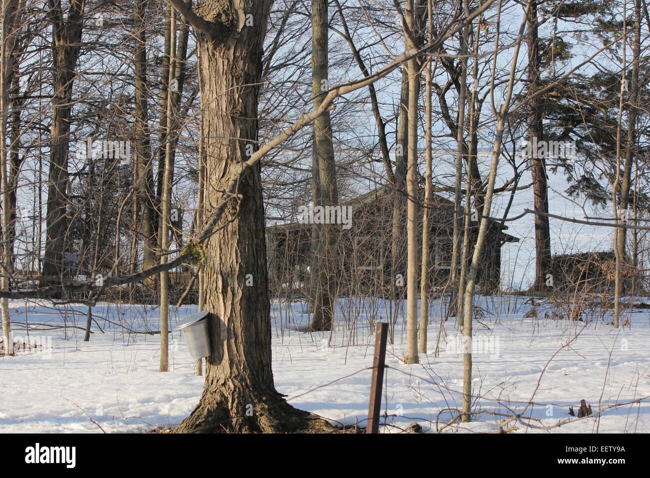 Metal sap bucket attached to a maple tree to catch sap drippings for ...