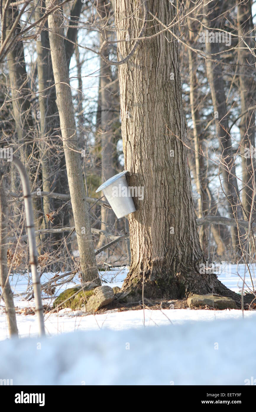 Metal sap bucket attached to a maple tree to catch sap drippings for ...