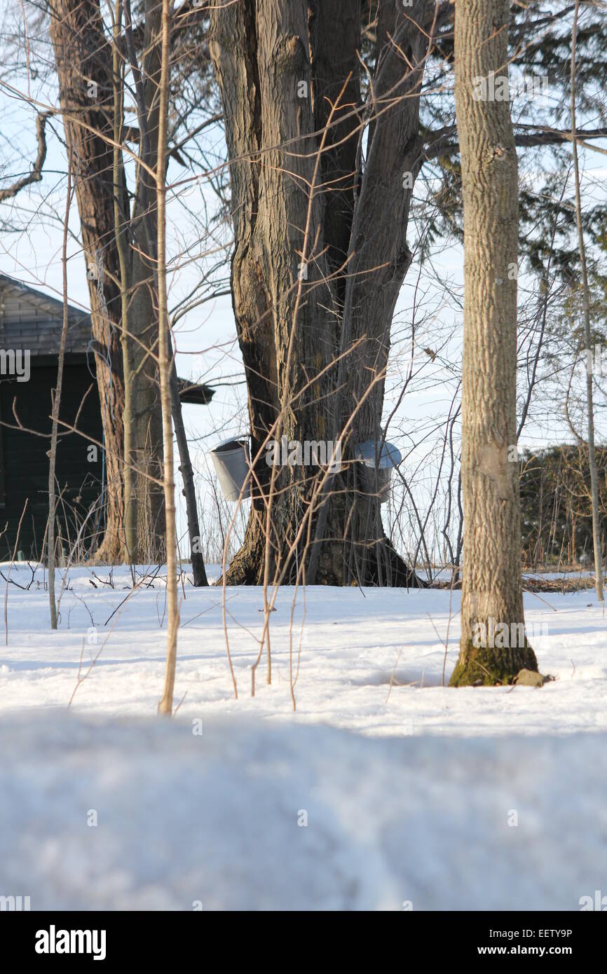 Metal sap bucket attached to a maple tree to catch sap drippings for ...