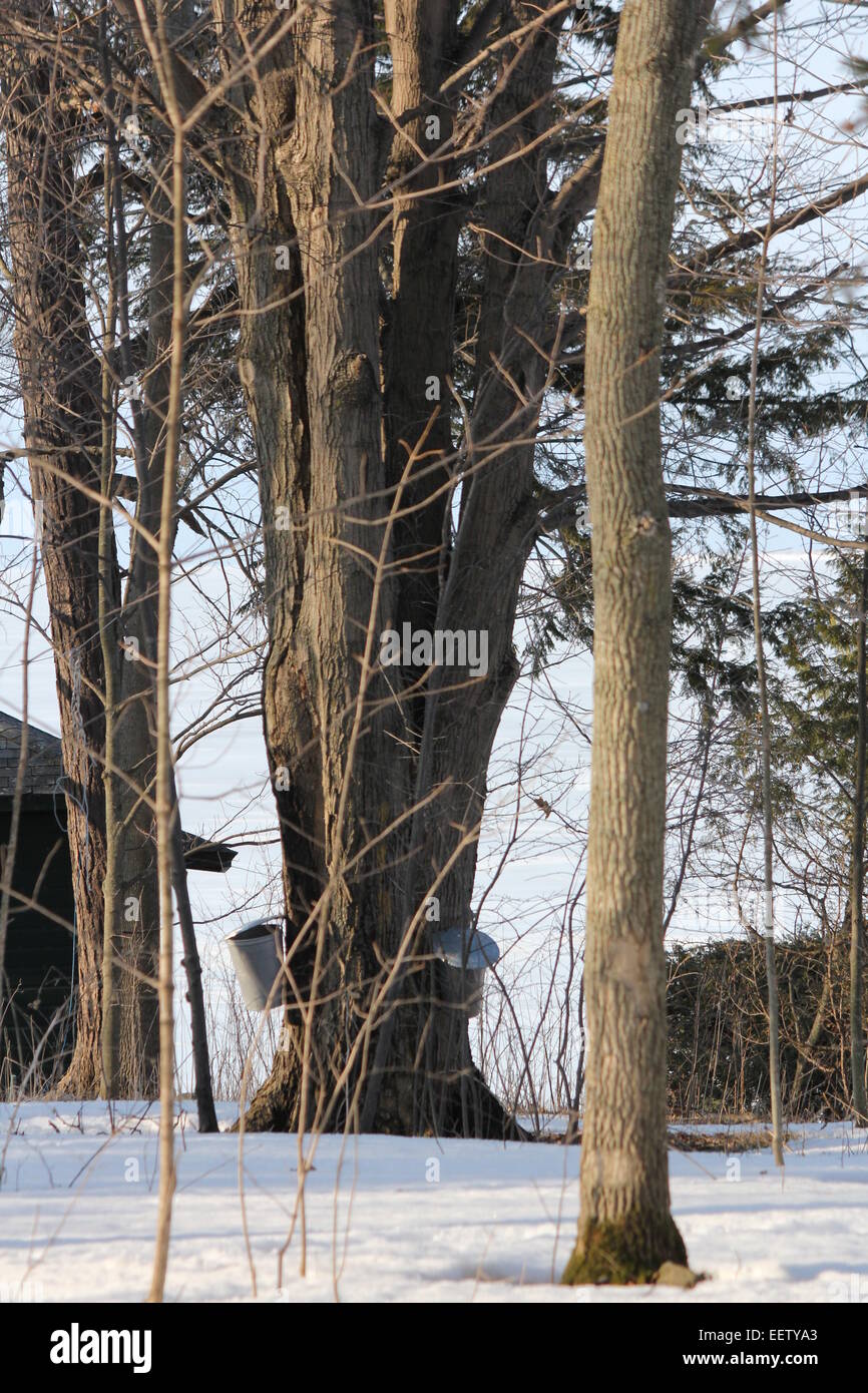 Collection Of Maple Syrup High Resolution Stock Photography and Images ...